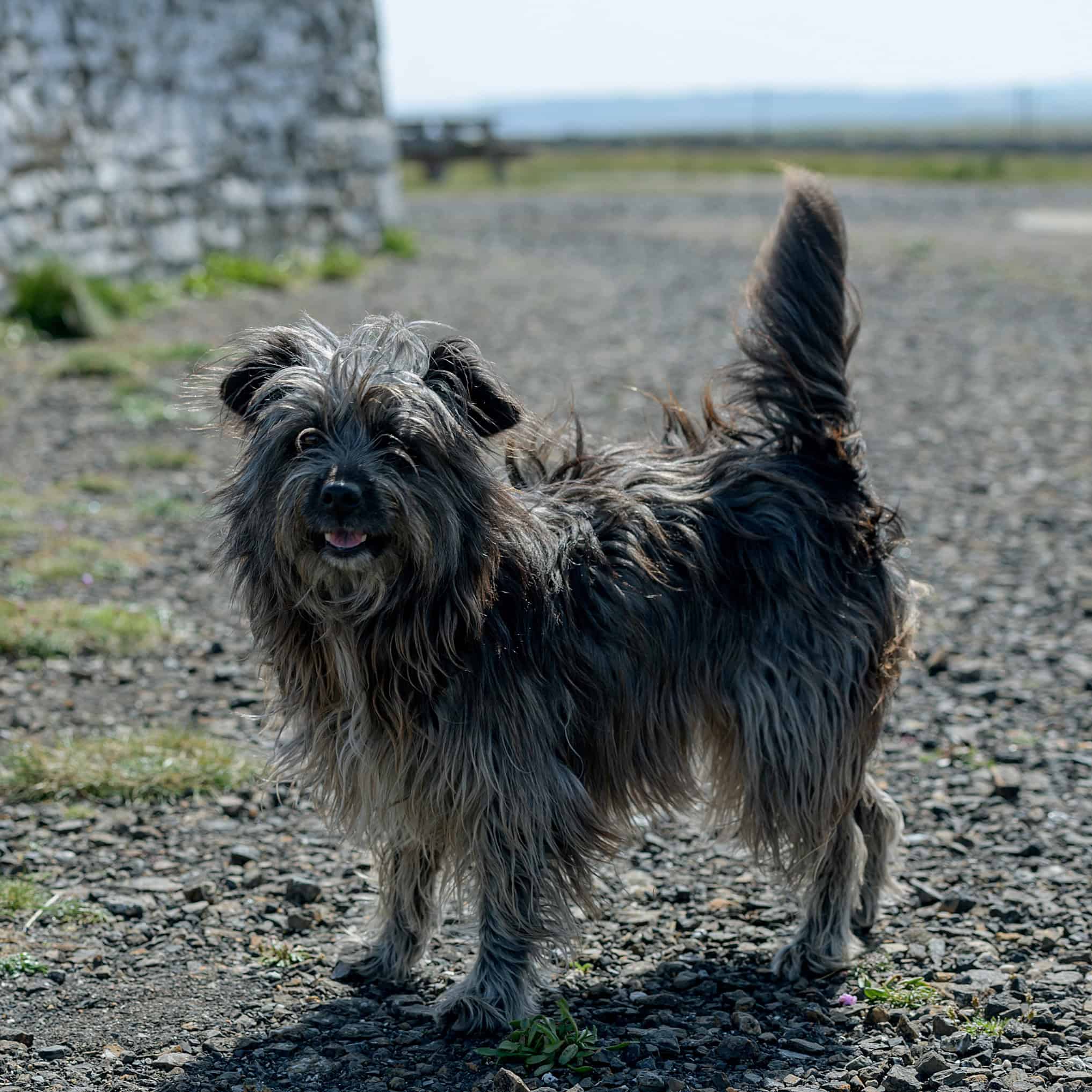 Dog friendly Caithness - NC500 walks & places to eat with your dog